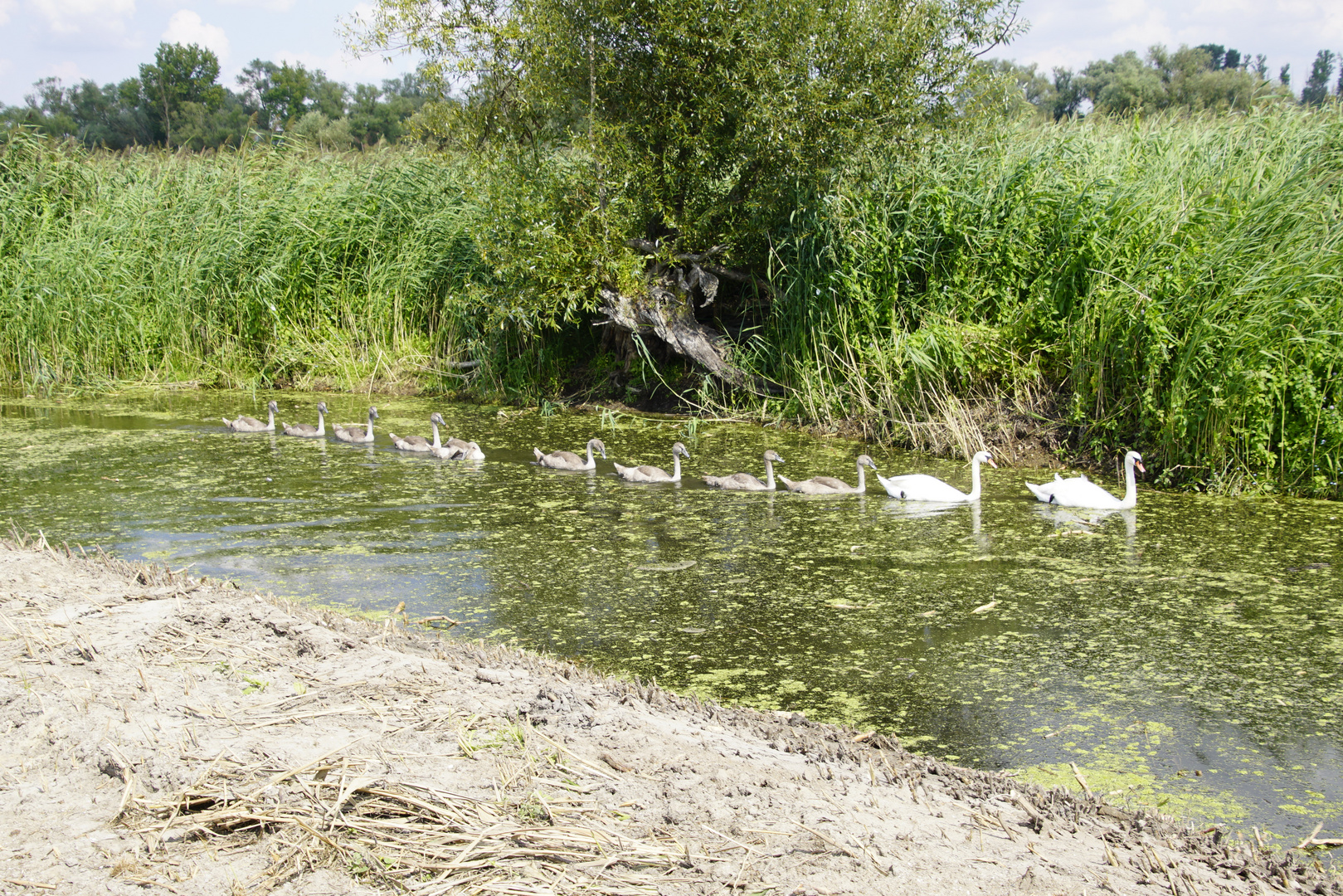Altarm Breite Dunau Foto & Bild | natur Bilder auf fotocommunity