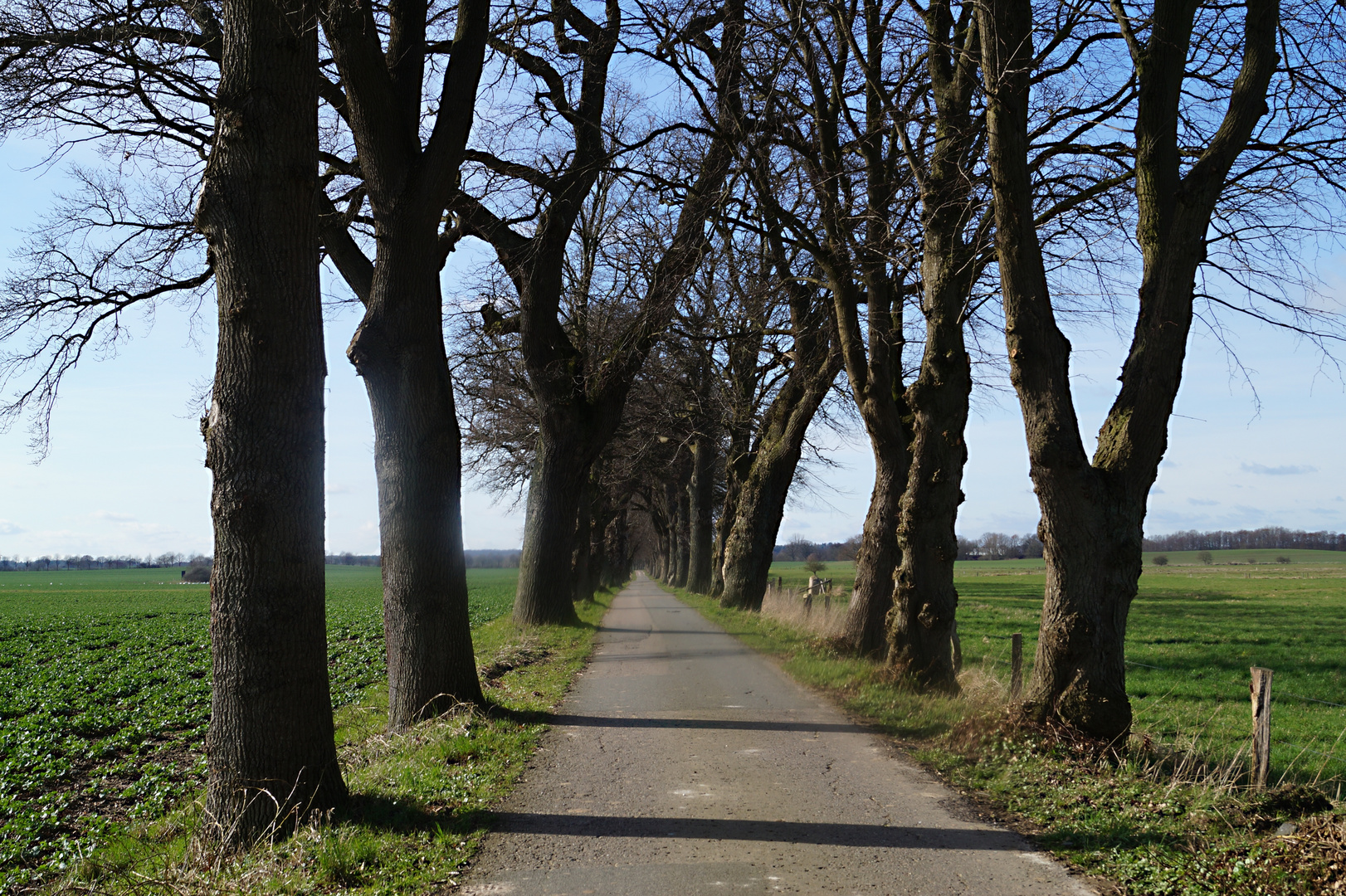 alte Allee Foto & Bild | landschaft, alleen, natur Bilder auf fotocommunity