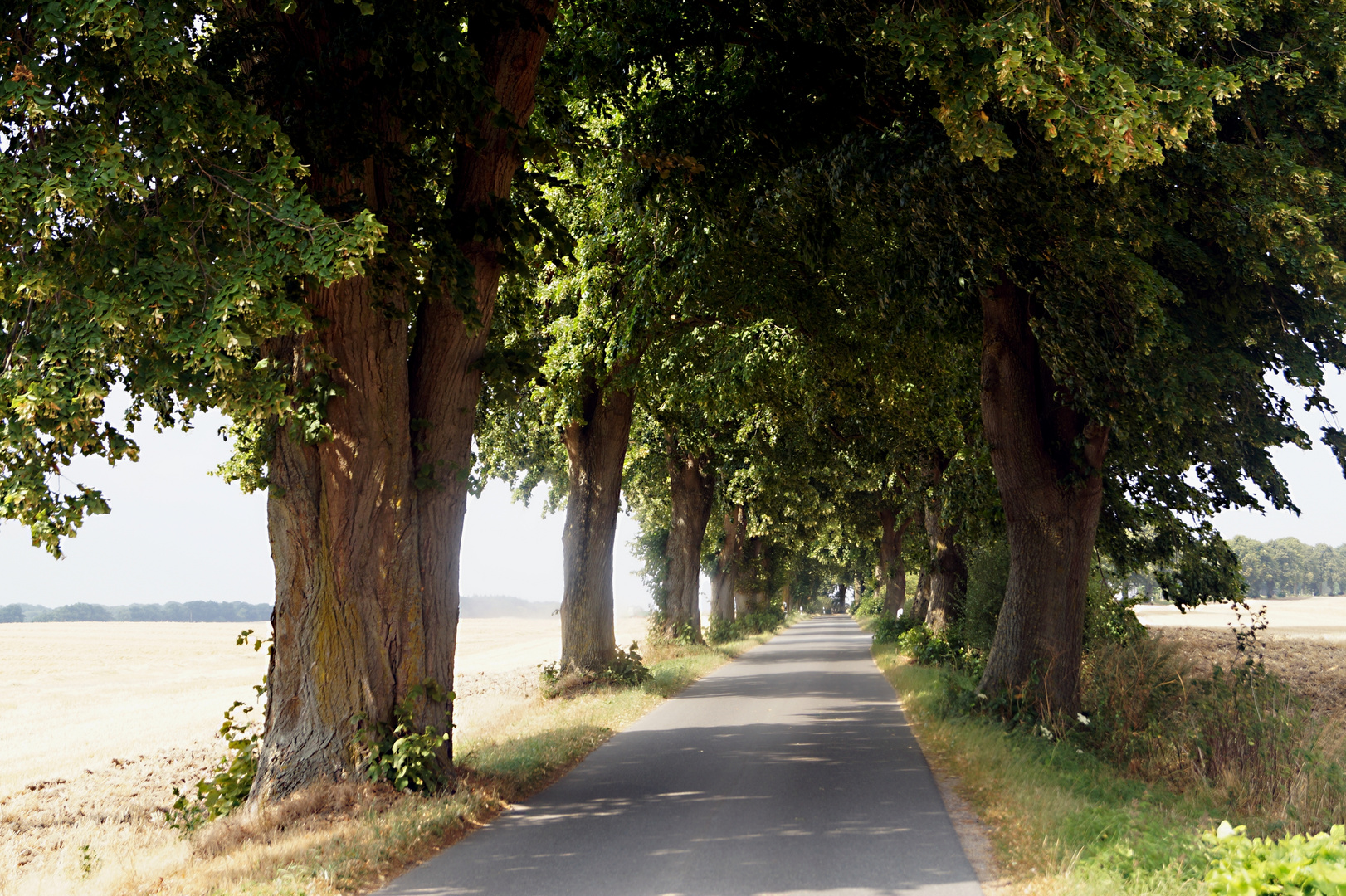 alte Allee Foto & Bild | landschaft, alleen, natur Bilder auf fotocommunity