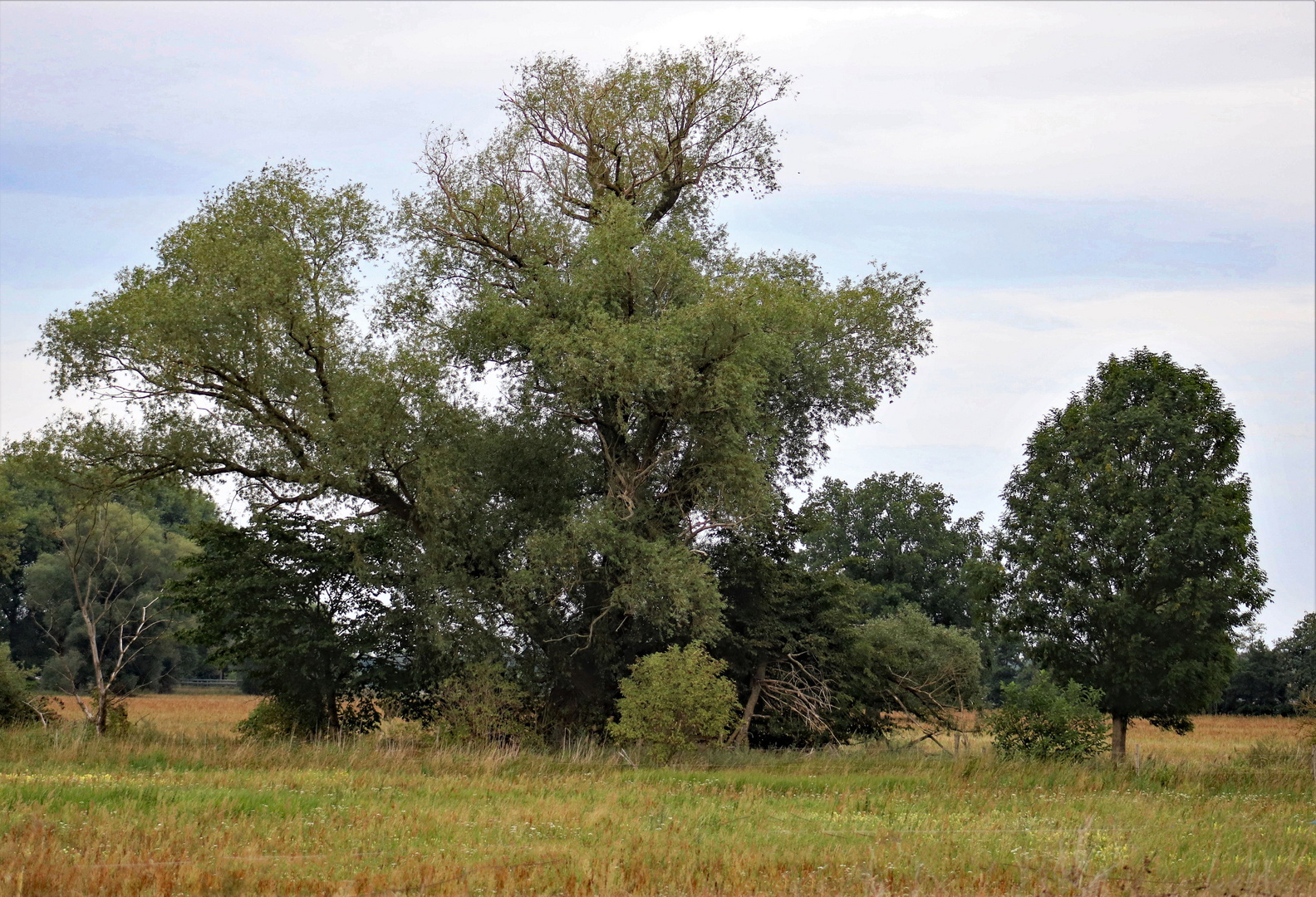 Alte Bäume sind sehenswert Foto & Bild | natur, landschaft, lebensräume ...