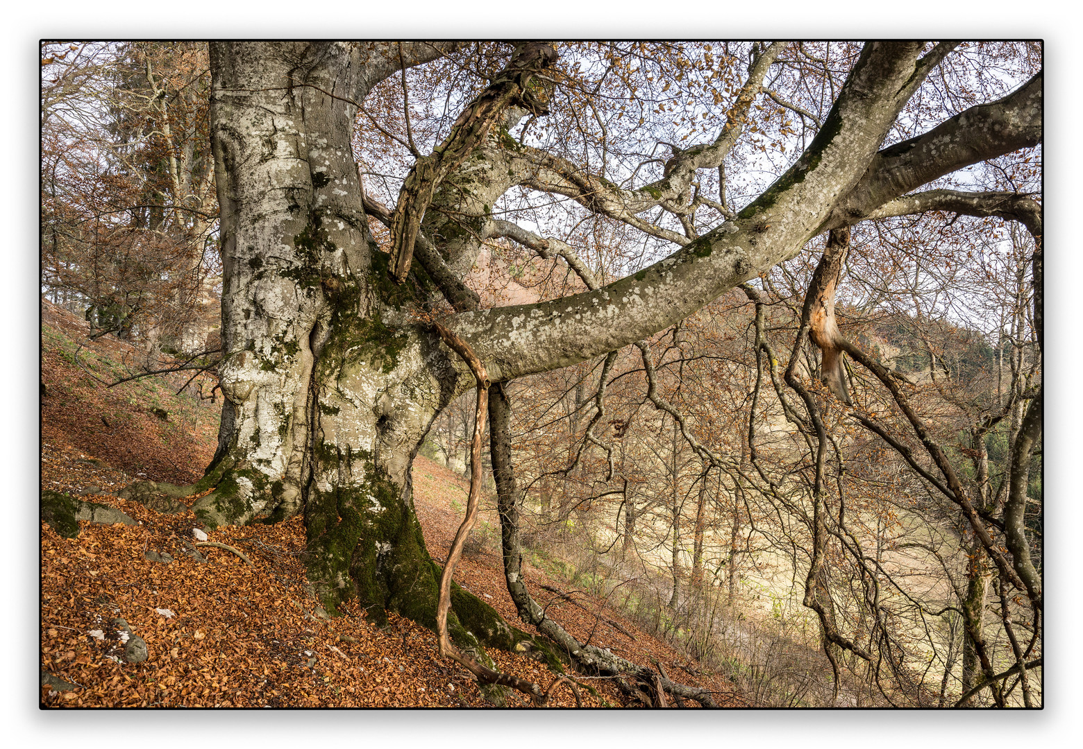 Alte Buche Foto & Bild | wald, alt, baum Bilder auf fotocommunity