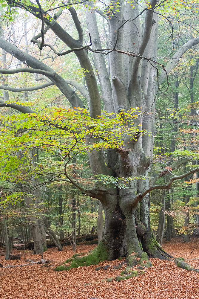 Alte Buche Foto & Bild | pflanzen, pilze & flechten, bäume, laubbäume Bilder auf fotocommunity