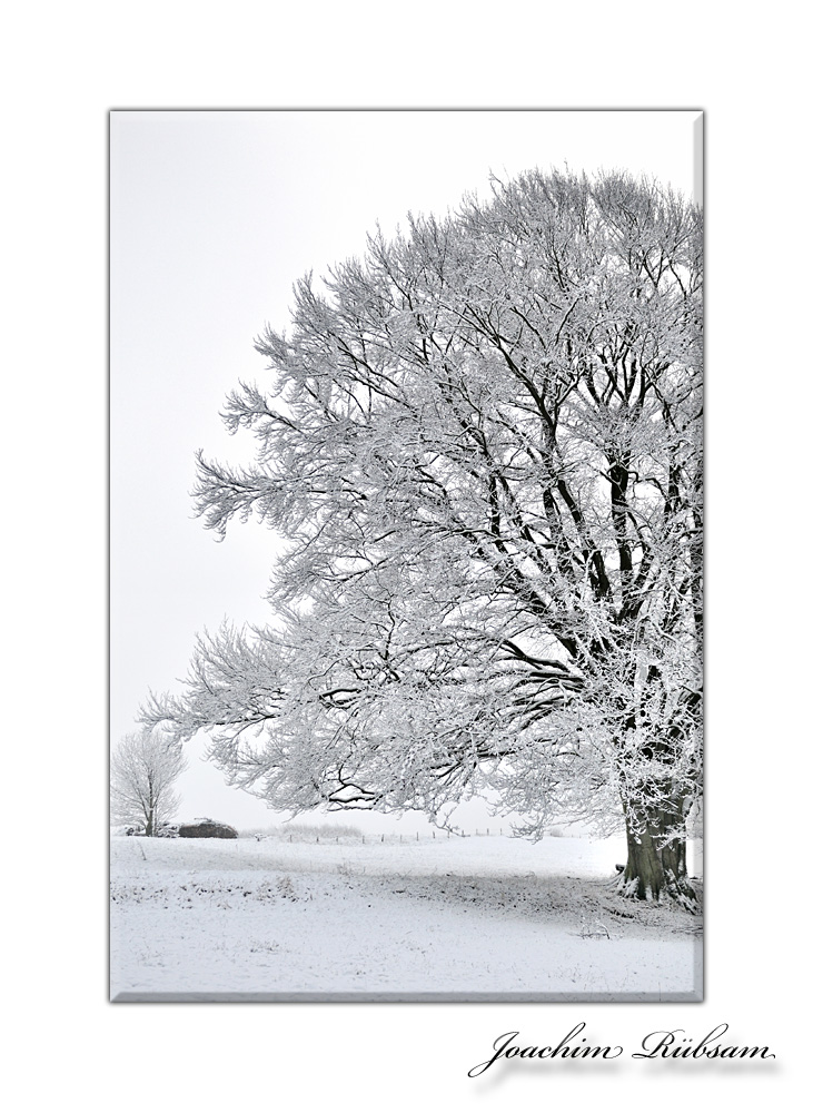Alte Buche bei Nüsttal / Rimmels im Winter Foto & Bild | pflanzen, pilze & flechten, bäume ...