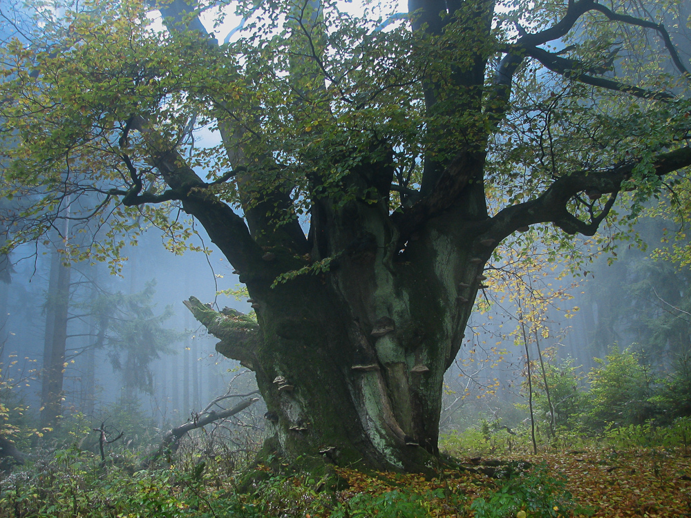 Alte Buche Foto & Bild | sonstiges, bäume, alt Bilder auf fotocommunity