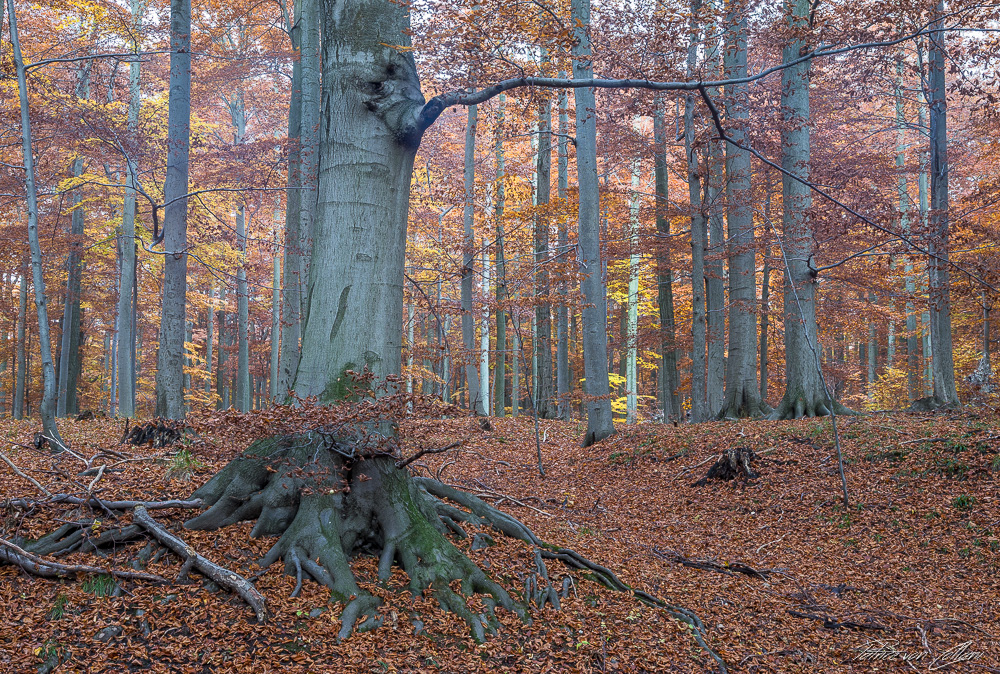 Alte Buche im herbstlichen Nationalpark Harz Foto & Bild | rot, wald, alt Bilder auf fotocommunity