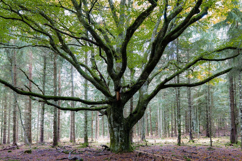 Alte Buche im jungen Fichtenwald Foto & Bild | pflanzen, pilze & flechten, bäume, einzelbäume ...