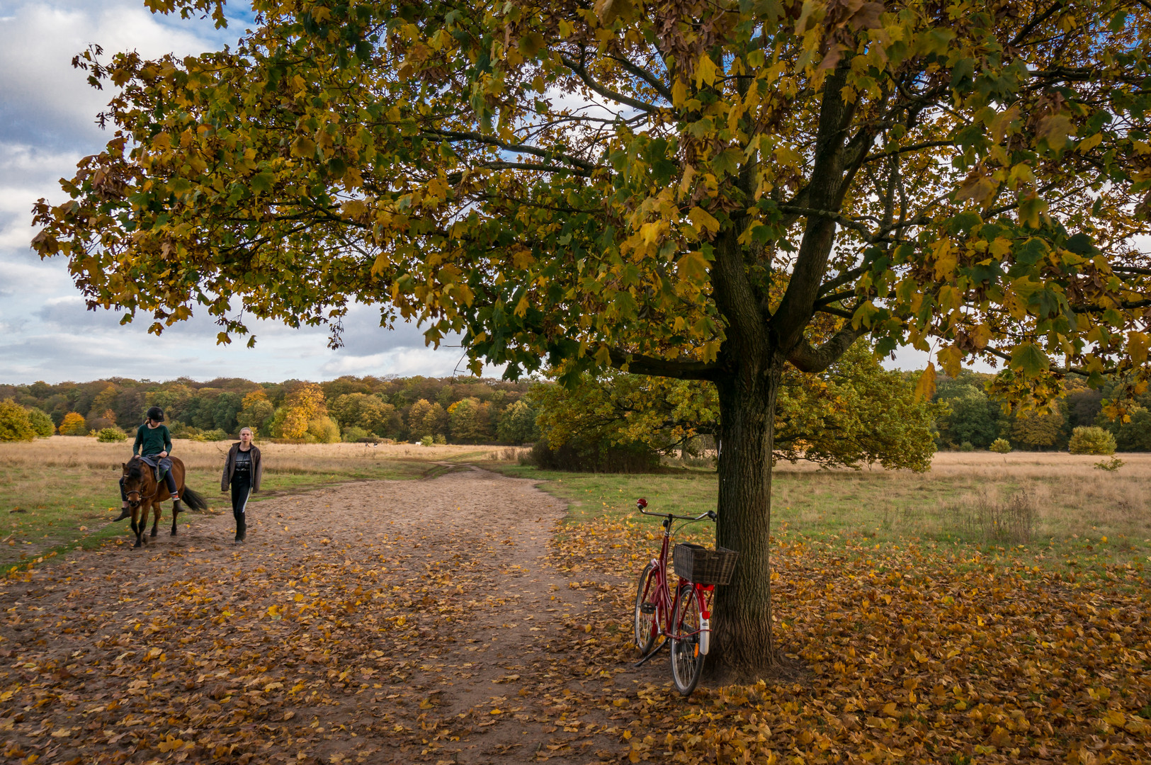 "Alte Bult" I - Hannover Foto & Bild | hannover, wiese, herbst Bilder ...