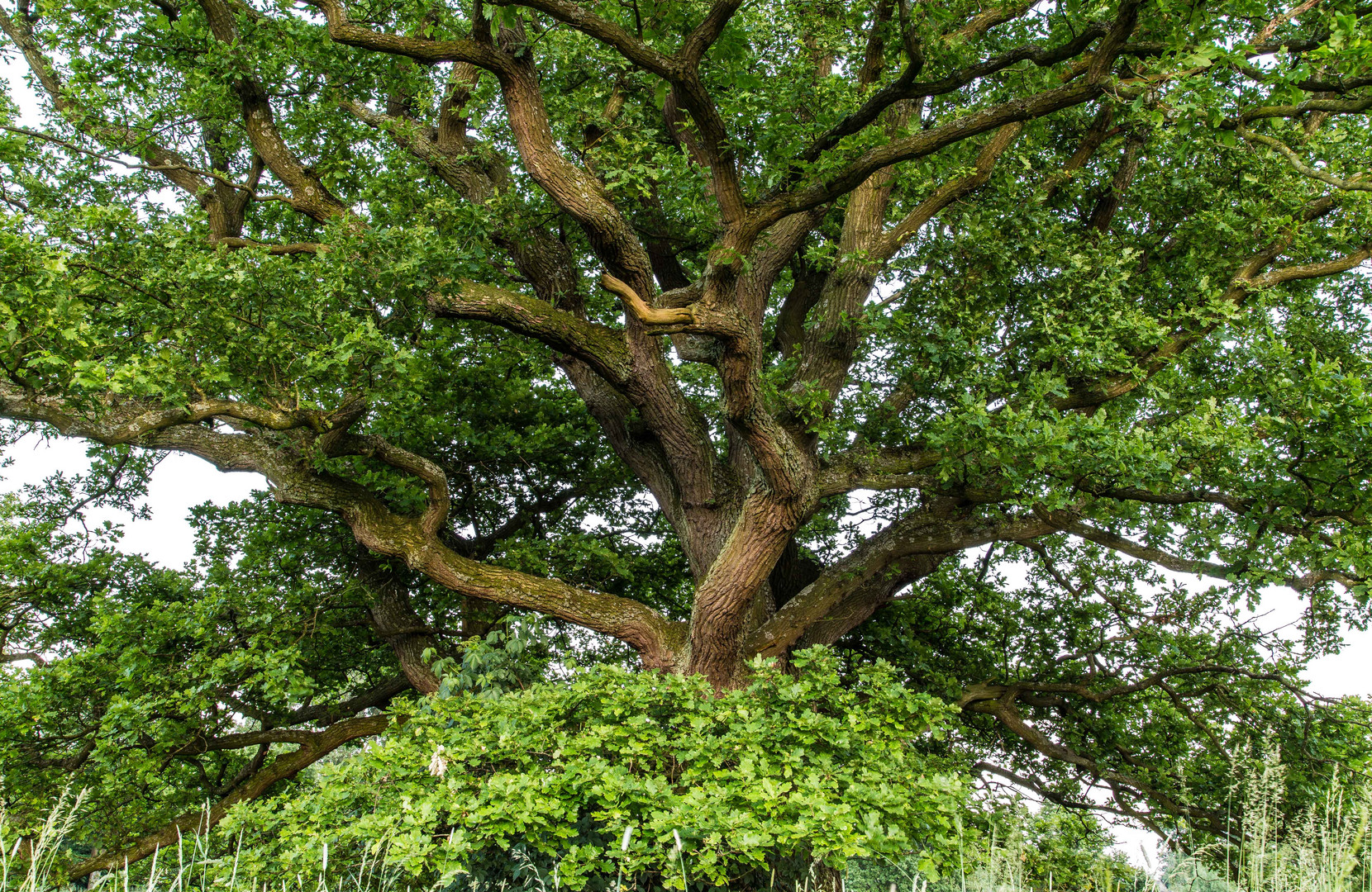 Alte Eiche Foto & Bild | pflanzen, pilze & flechten, bäume, einzelbäume ...
