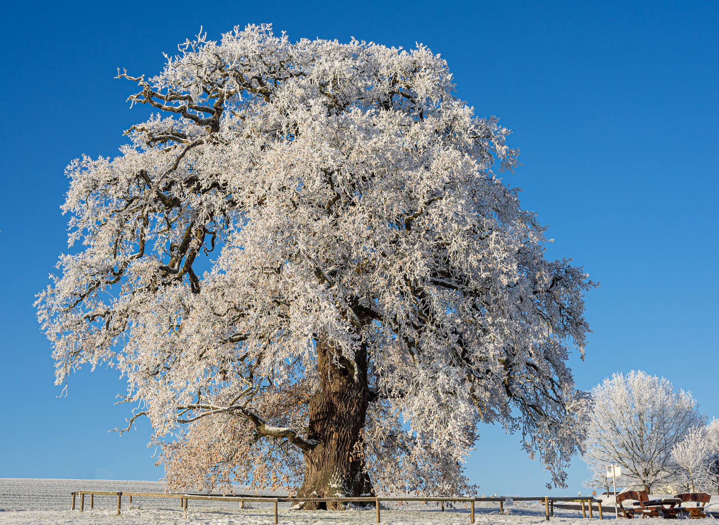 Alte Eiche Foto & Bild | jahreszeiten, winter, wald Bilder auf ...