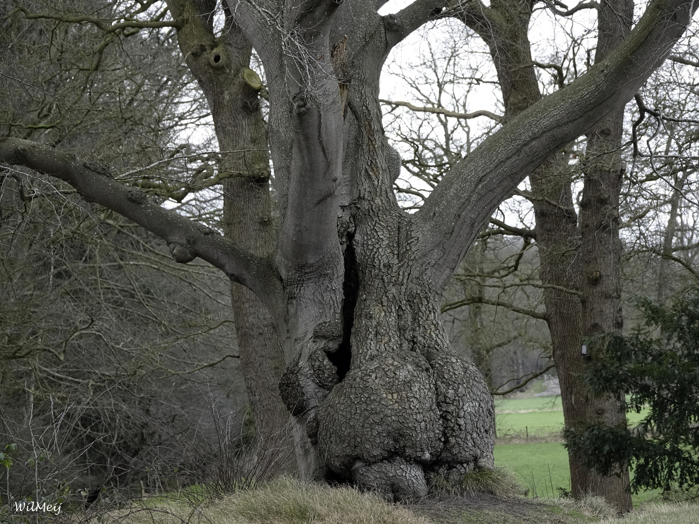 Alte Eiche! Foto & Bild | winter, baum, natur Bilder auf fotocommunity