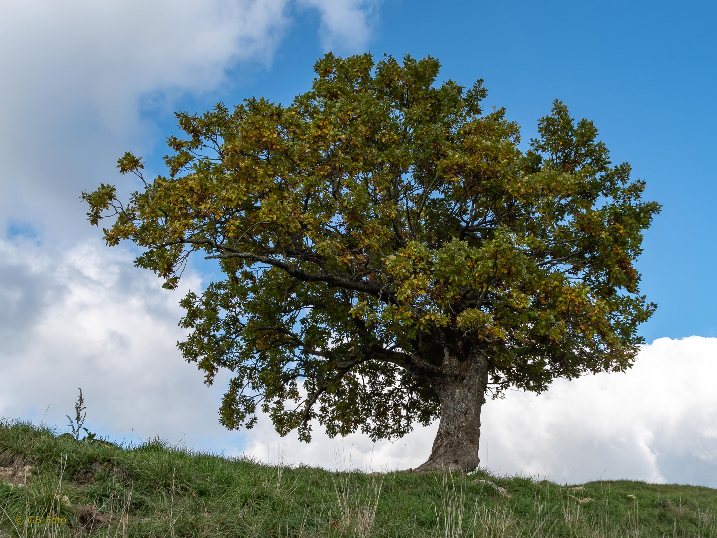 Alte Eiche Foto & Bild | pflanzen, pilze & flechten, bäume ...