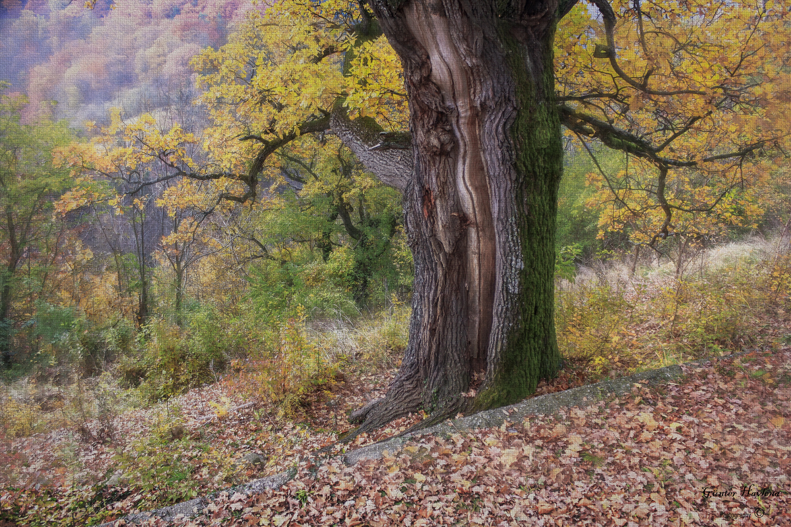 Alte Eiche Foto & Bild | jahreszeiten, herbst, fotos Bilder auf ...