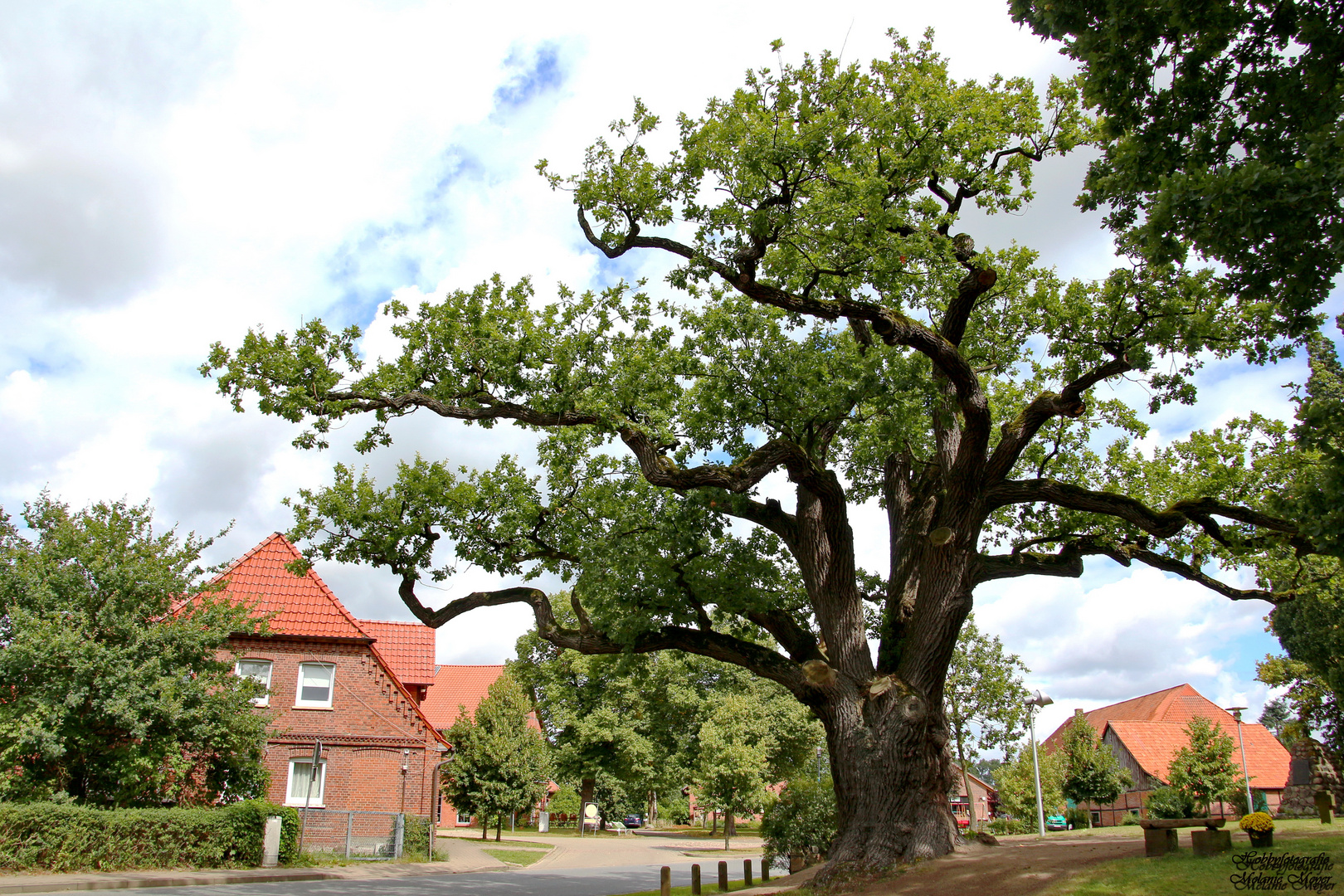 Alte Eiche Foto & Bild | bäume, natur, laubbaum Bilder auf fotocommunity