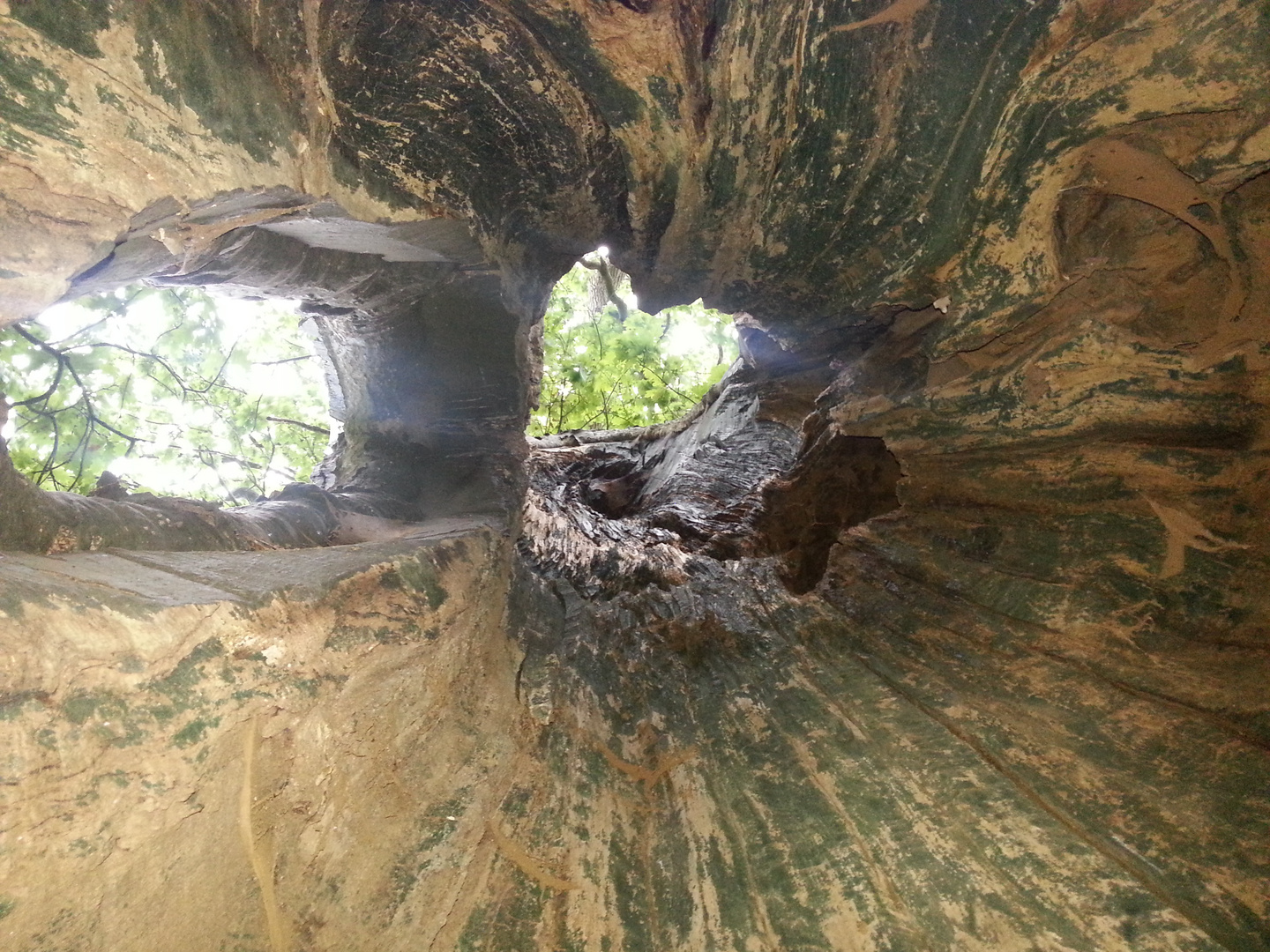 Alte Eiche Foto & Bild | anfängerecke - nachgefragt, nachgefragt ...