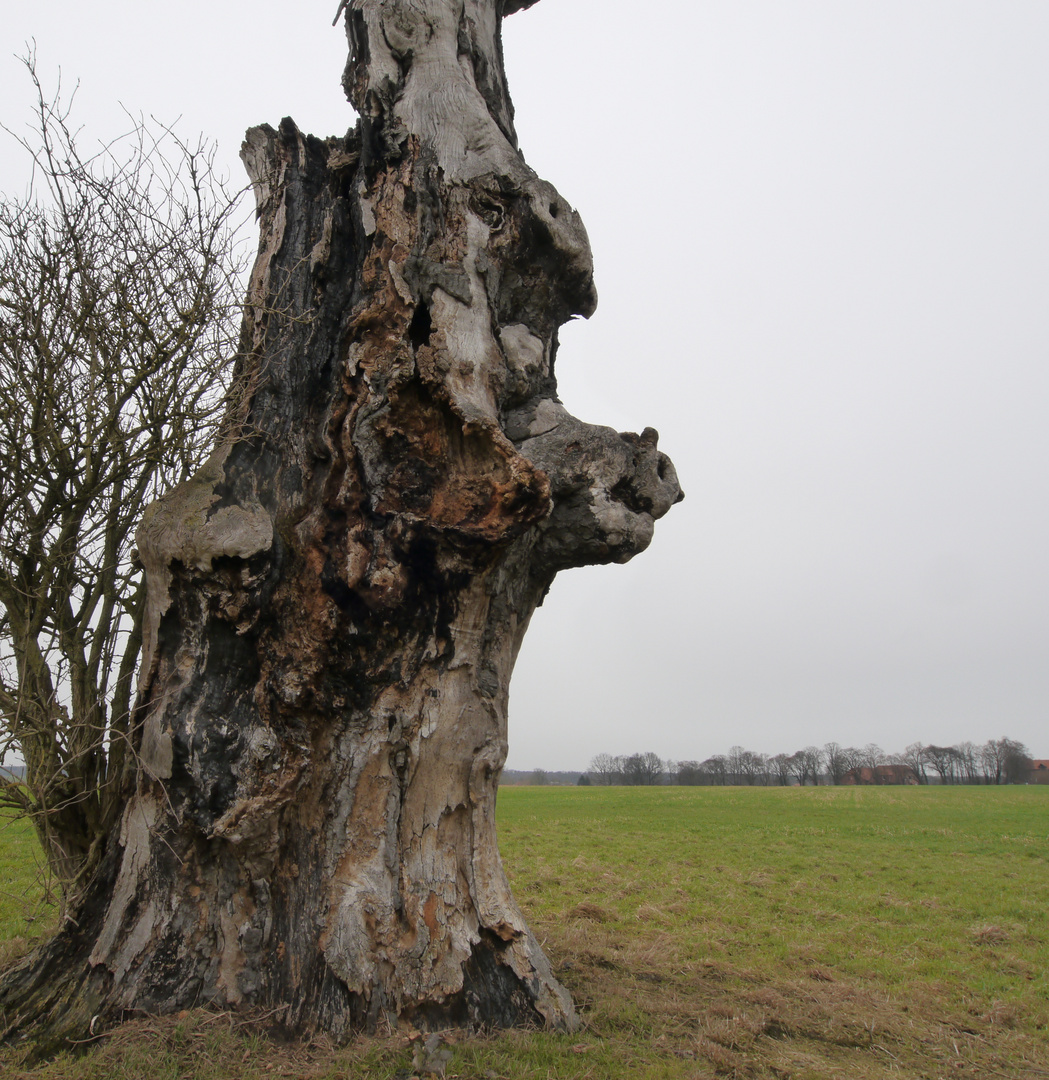 Alte Eiche Foto & Bild | wald, stille, natur Bilder auf fotocommunity