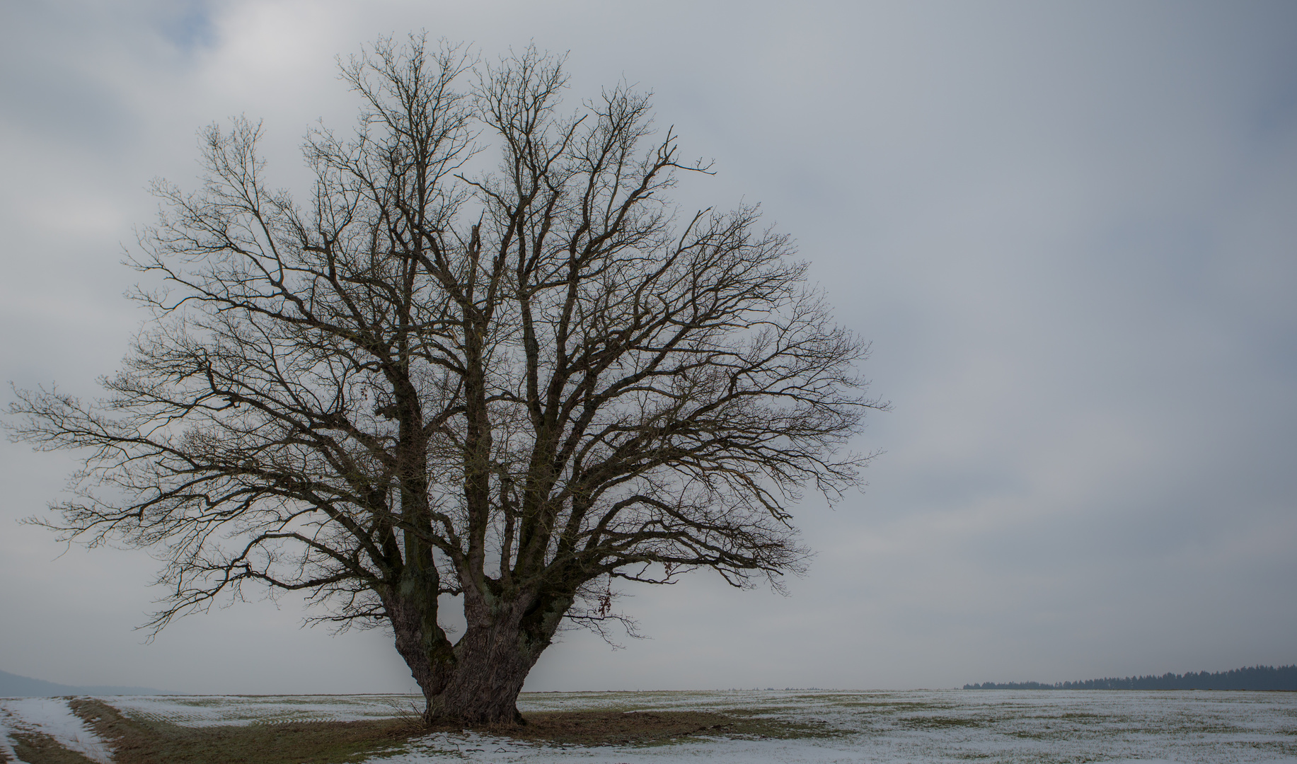 Alte Eiche Foto & Bild | landschaft, natur Bilder auf fotocommunity