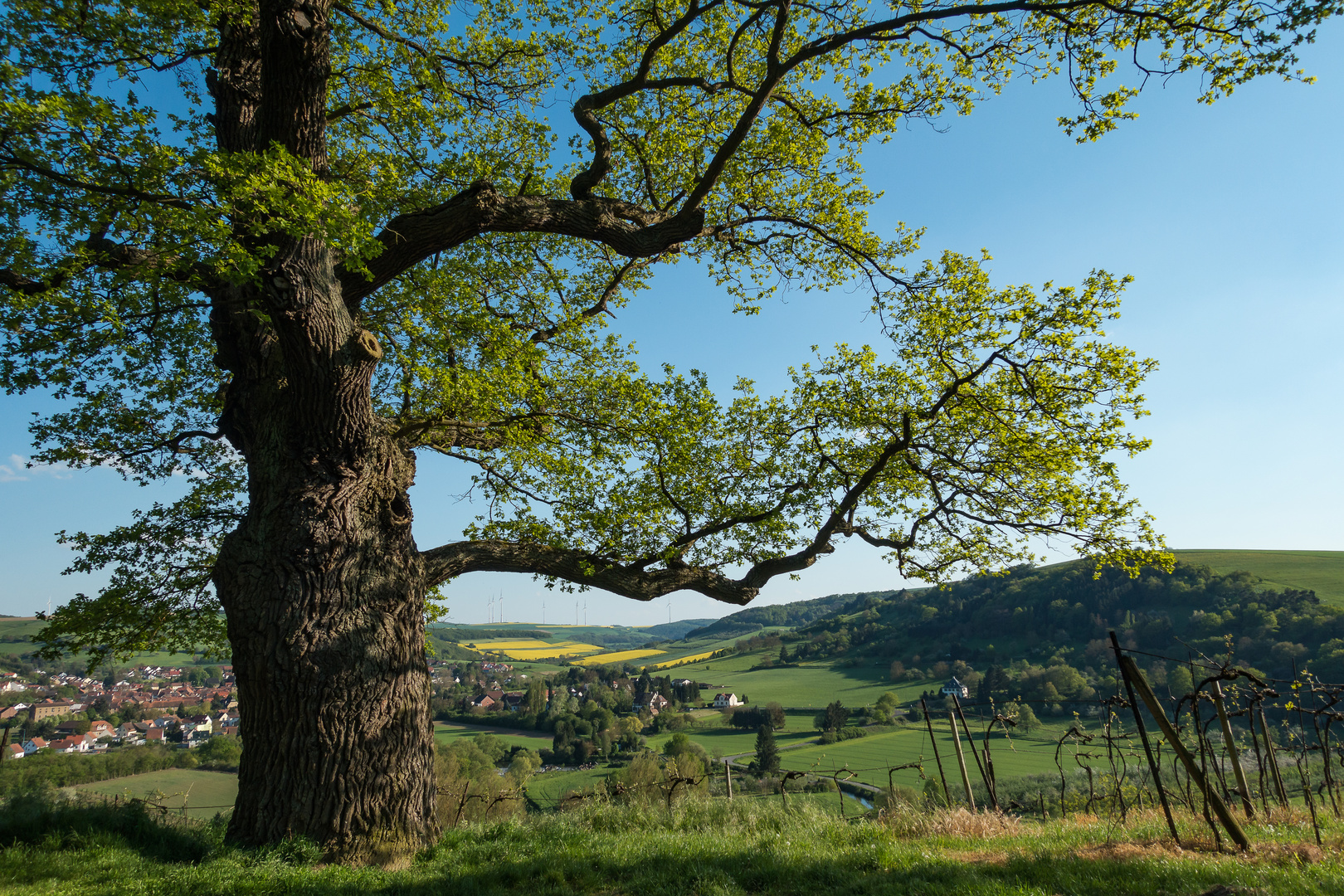 Alte Eiche Foto & Bild | natur Bilder auf fotocommunity