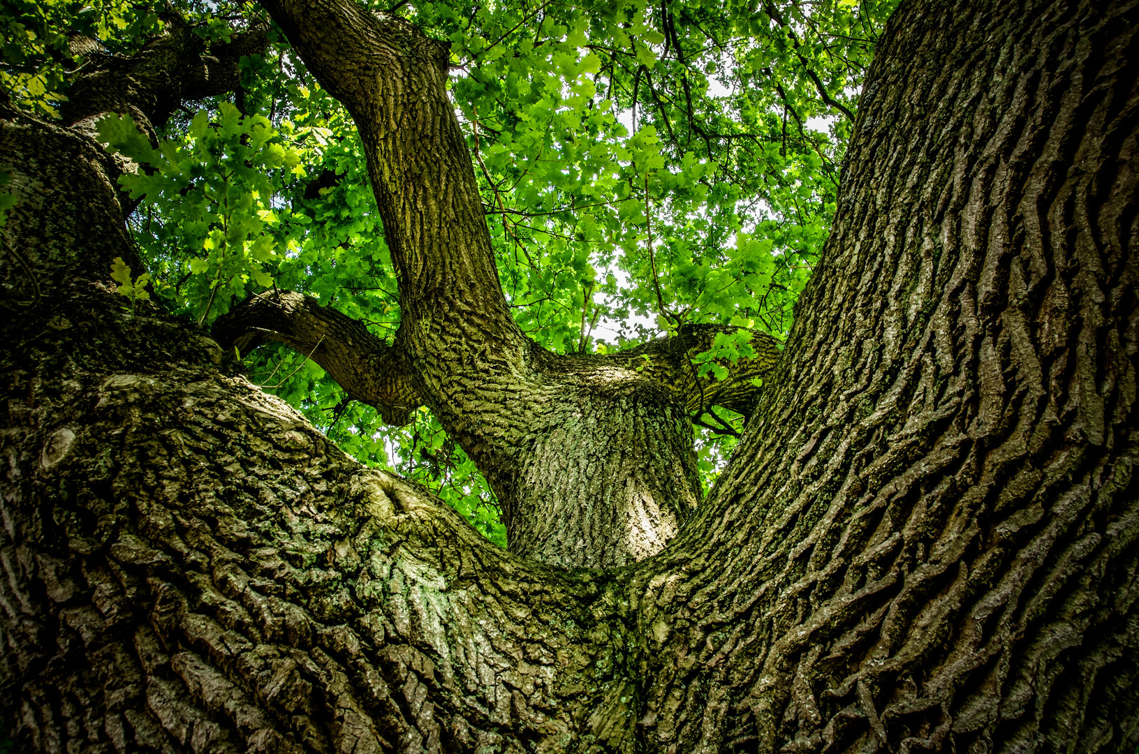 Alte Eiche Foto & Bild | pflanzen, pilze & flechten, bäume, baumrinden ...