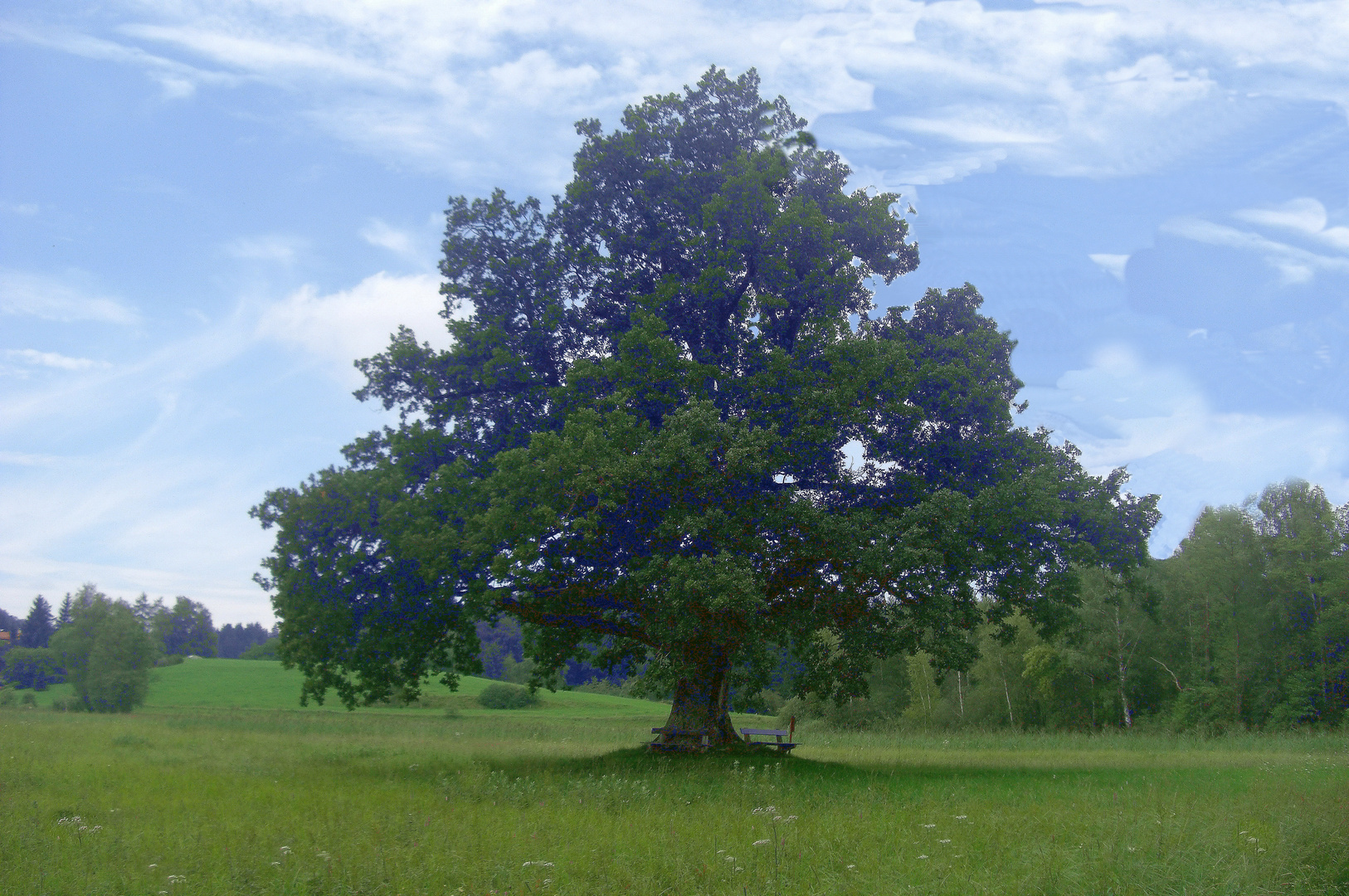 ALTE EICHE IN SEON Foto & Bild | pflanzen, pilze & flechten, bäume ...