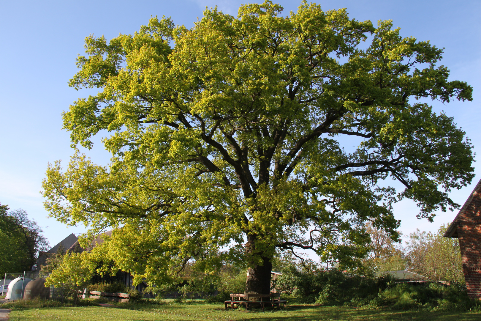 Alte Eiche (über 300 Jahre alt) aus Stöffin/Brandenburg Foto & Bild ...