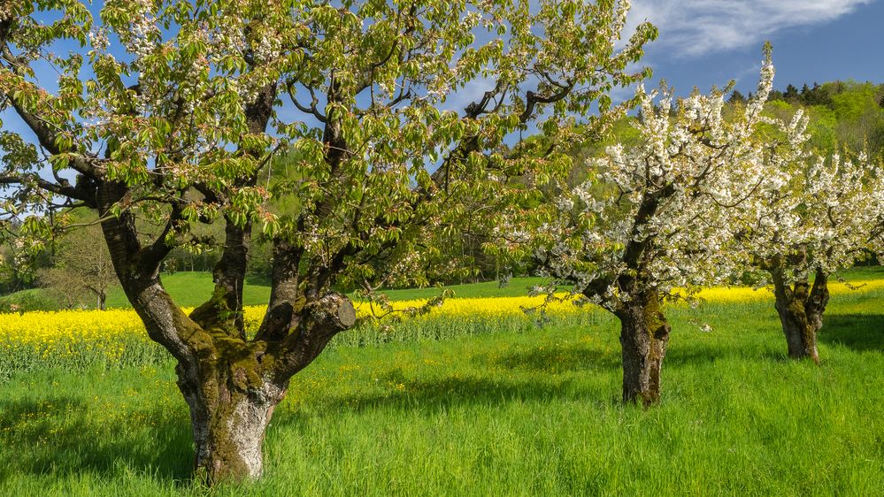 Alte Kirschbäume Foto & Bild | wald, bäume, wiese Bilder auf fotocommunity