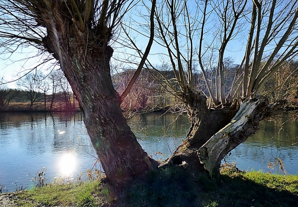 Alte Kopfweiden . . . Foto & Bild | landschaft, bach, fluss & see ...