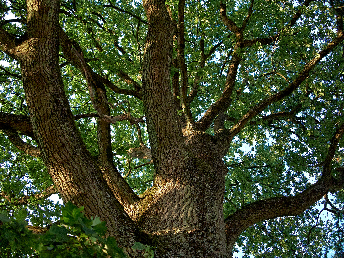 Alte schöne Eiche. Foto & Bild | pflanzen, pilze & flechten, bäume ...