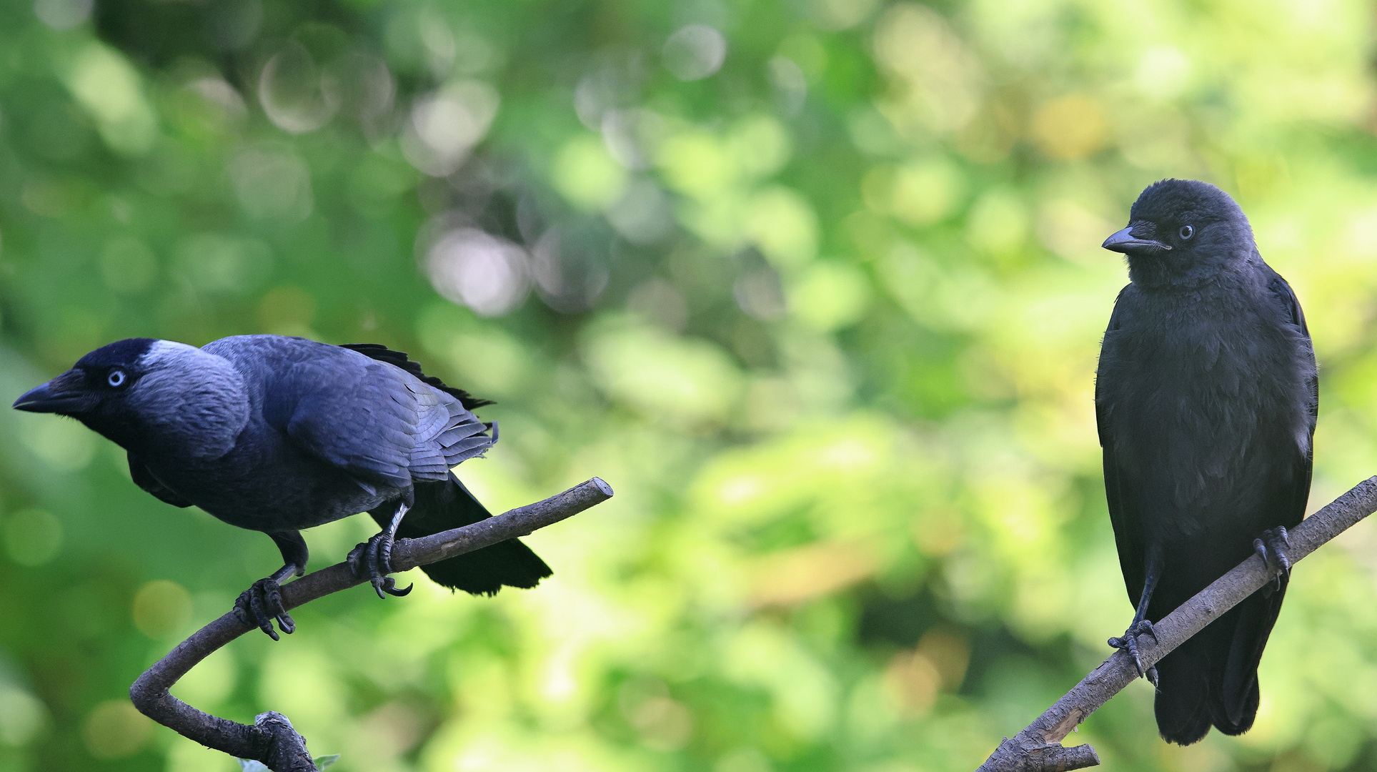 Alte und Junge -- Dohle Corvus monedula Foto & Bild | tiere, wildlife ...