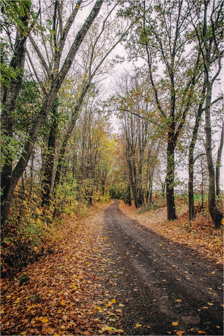 Alte Wege Foto & Bild | wald, bäume, weg Bilder auf fotocommunity