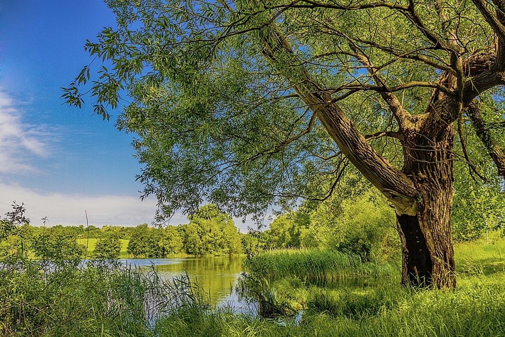 alte Weide Foto & Bild | pflanzen, pilze & flechten, bäume, hasi Bilder ...