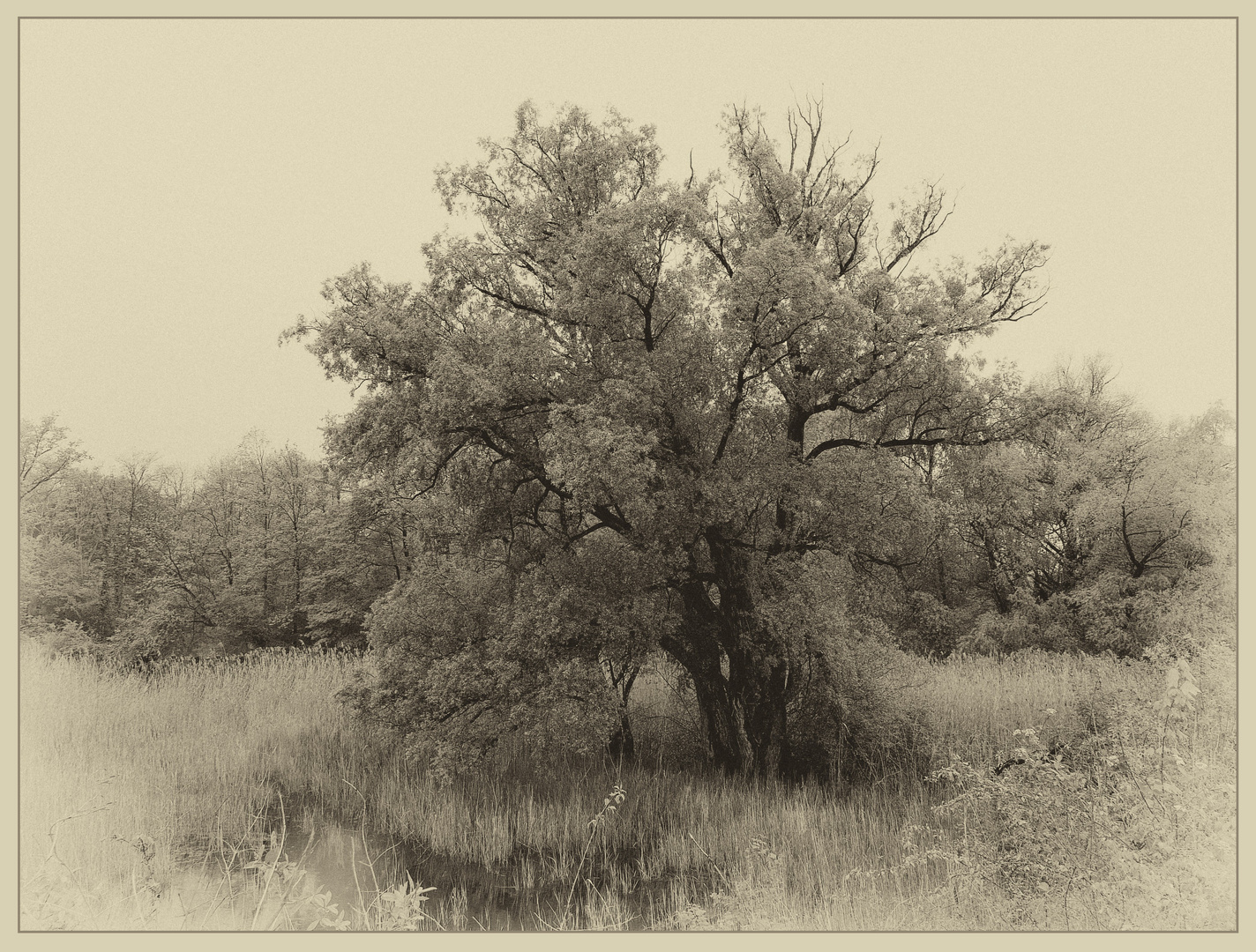 Alte Weide - 1 Foto & Bild | bäume, natur, pflanzen Bilder auf ...