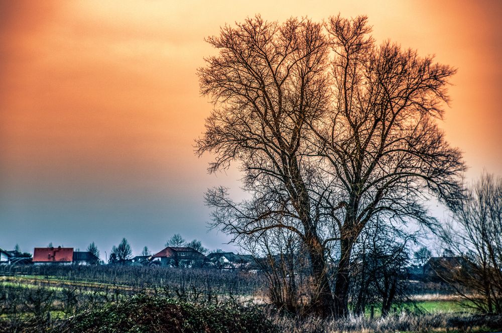 Alte Weide Foto & Bild | landschaft, himmel, natur-kreativ Bilder auf ...