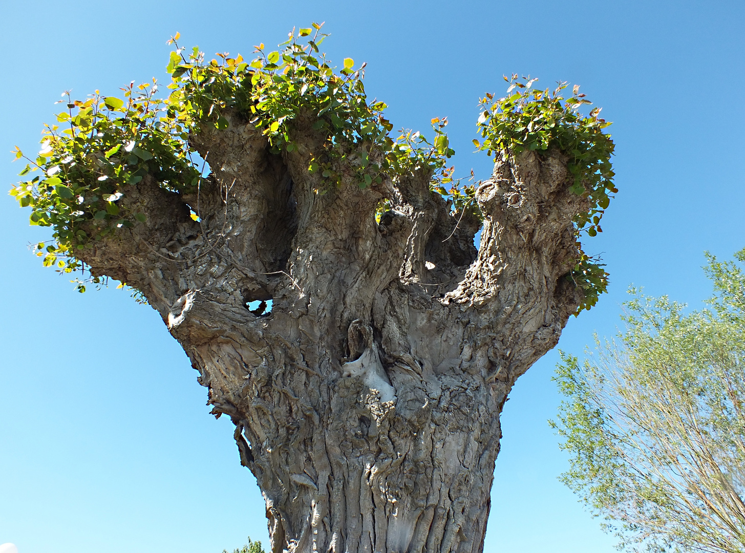 Alte Weide Foto & Bild | landschaft, projekte, wald Bilder auf ...