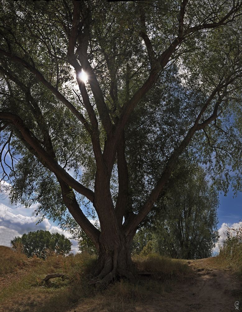 Alte Weide Foto & Bild | baum, natur, rhein Bilder auf fotocommunity