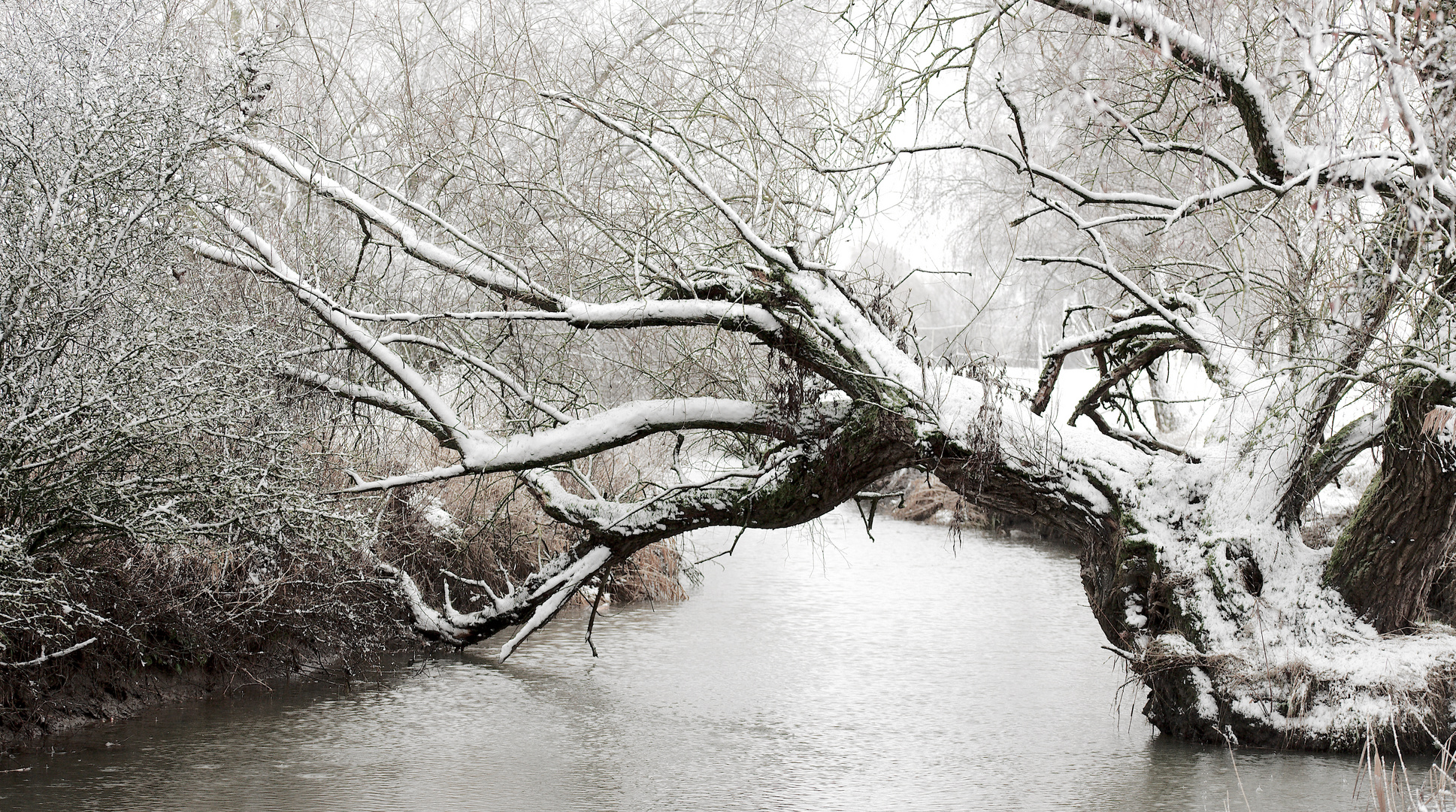 Alte Weide im Winter Foto & Bild | outdoor, winter, schnee Bilder auf ...