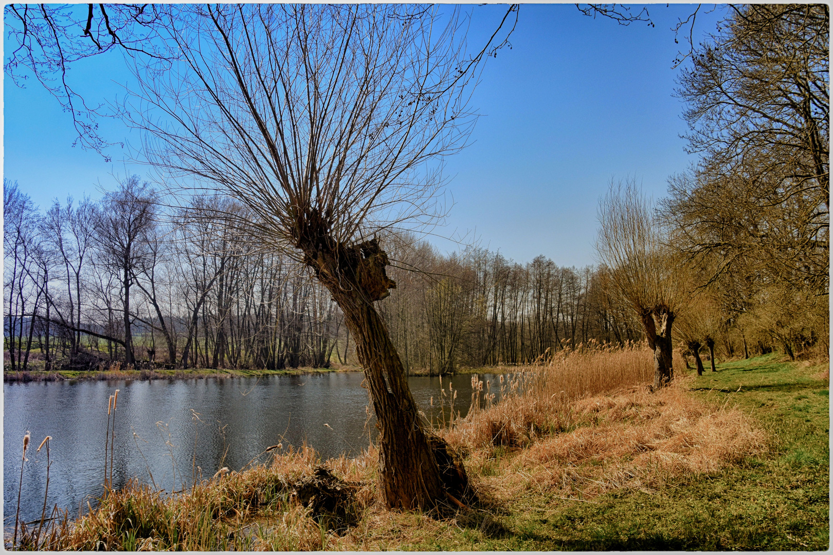 alte Weiden am See Foto & Bild | natur, landschaft, teiche Bilder auf ...