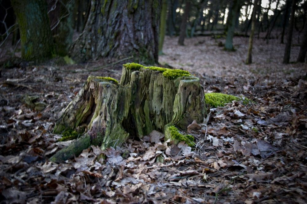 Alte Zeiten Foto & Bild | abstraktes, strukturen, natur-kreativ Bilder ...