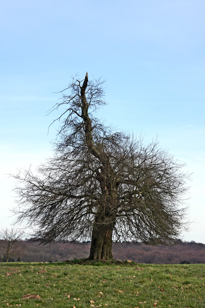 alter Apfelbaum Foto & Bild | pflanzen, pilze & flechten, bäume ...