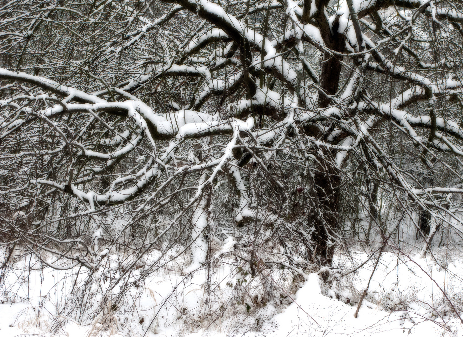 Alter Apfelbaum Foto & Bild | jahreszeiten, winter, sw Bilder auf ...