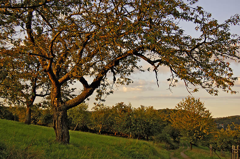 Alter Apfelbaum Foto & Bild | jahreszeiten, herbst, natur Bilder auf ...