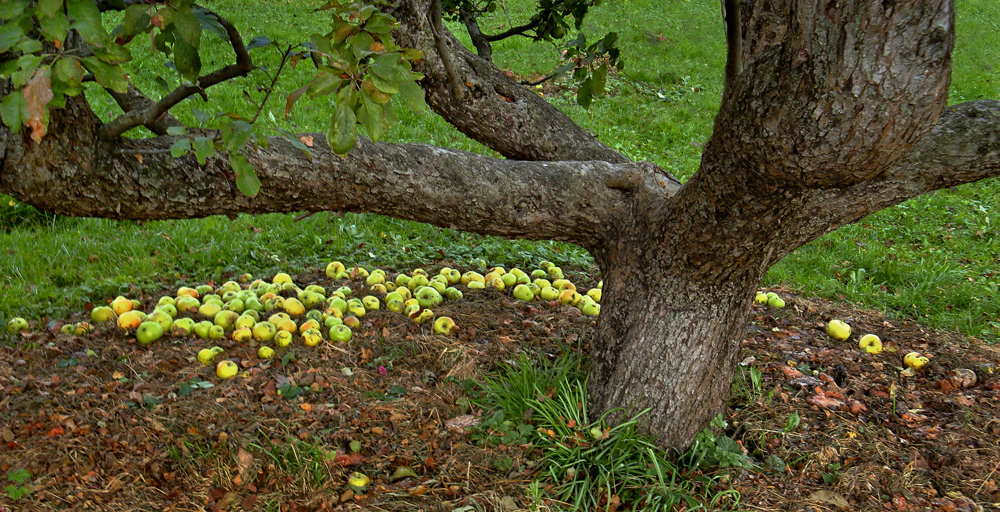 Alter Apfelbaum mit Fallobst! Foto & Bild | pflanzen, pilze & flechten ...