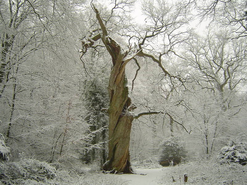 Alter Baum im Winter Foto & Bild | anfängerecke - nachgefragt ...