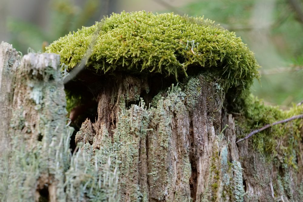 Alter Baumstamm Foto & Bild | natur Bilder auf fotocommunity