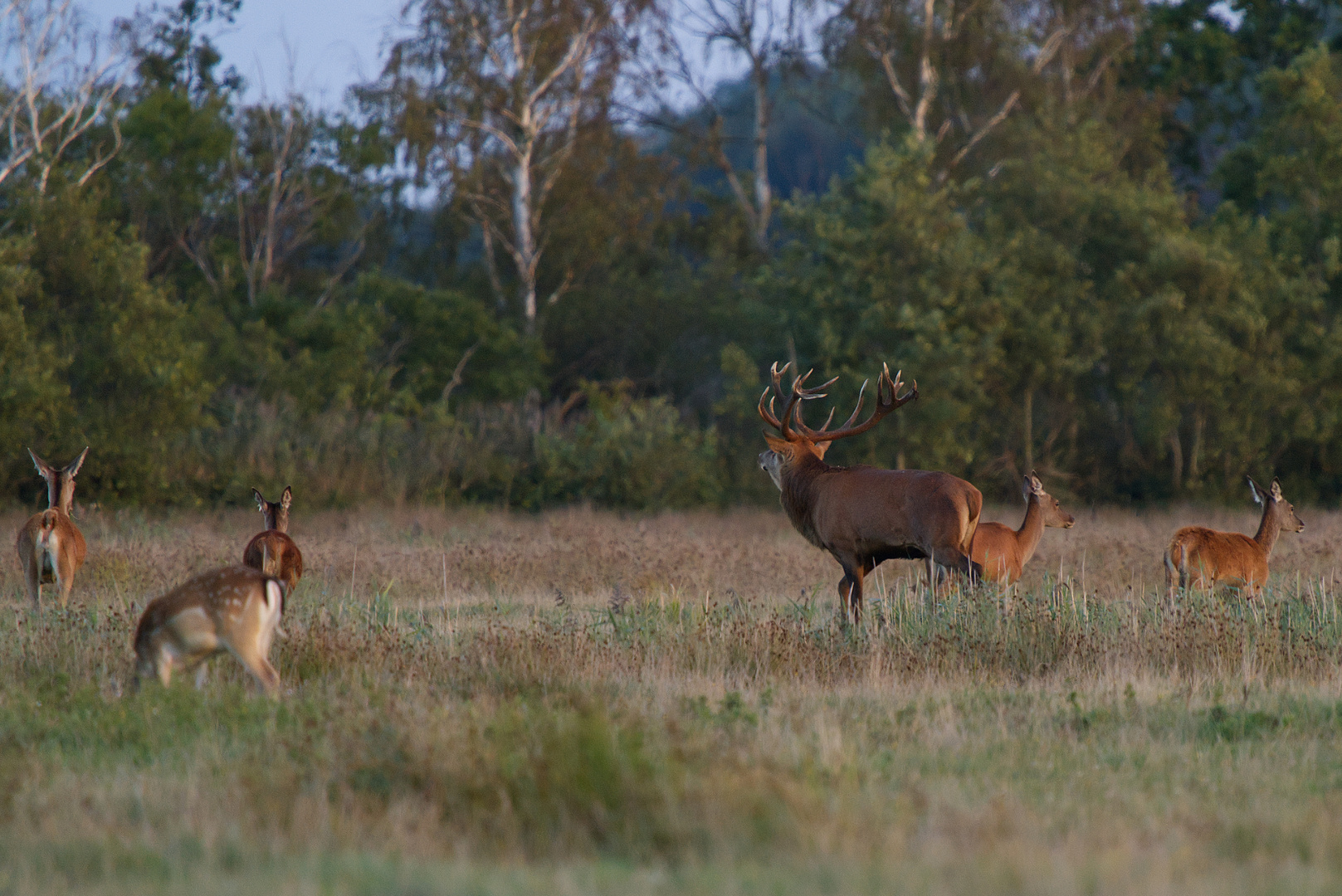 Alter Bekannter Foto & Bild | tiere, wildlife, säugetiere Bilder auf ...