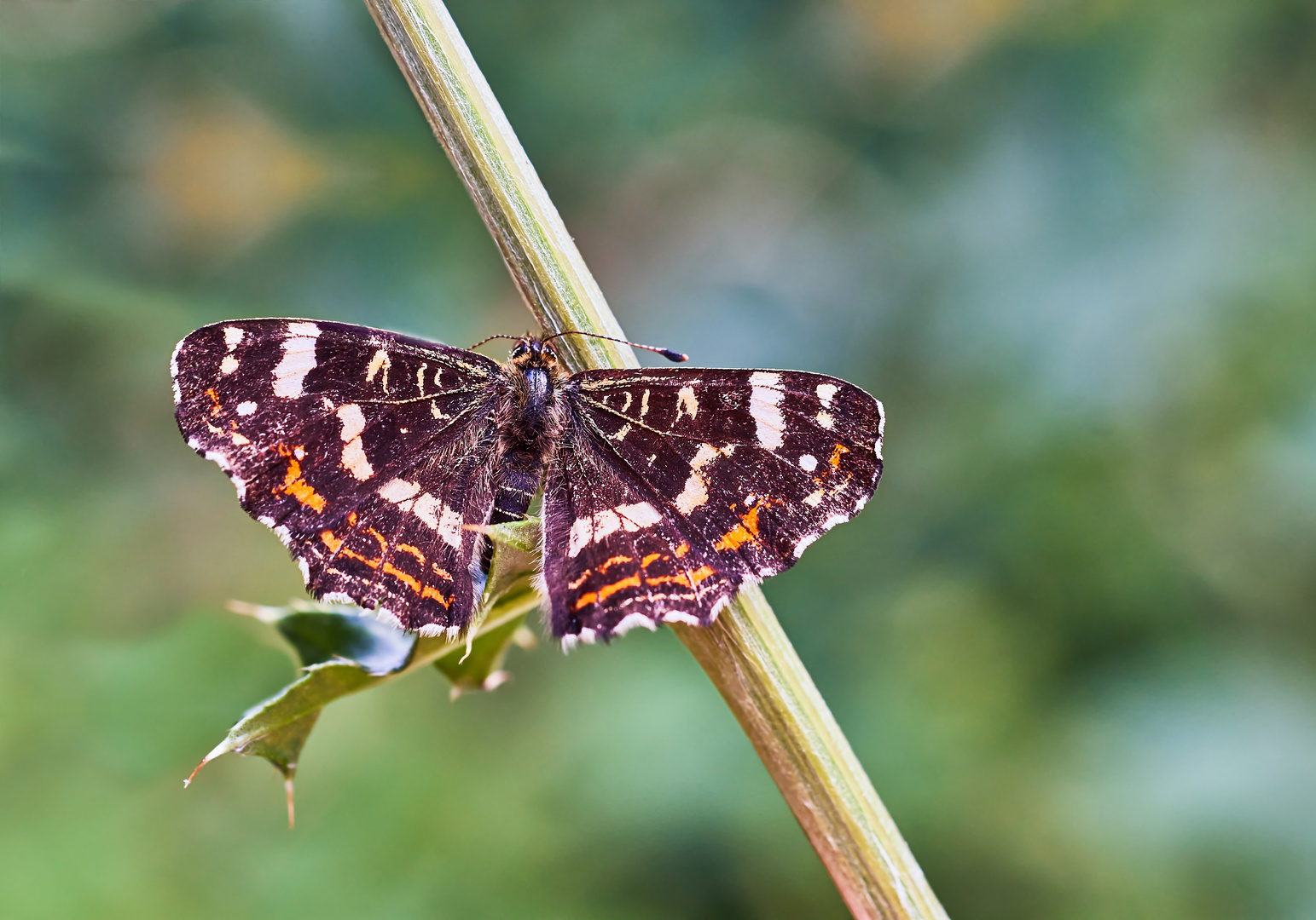 Alter Falter,... Foto & Bild | natur, insekten, tiere Bilder auf ...