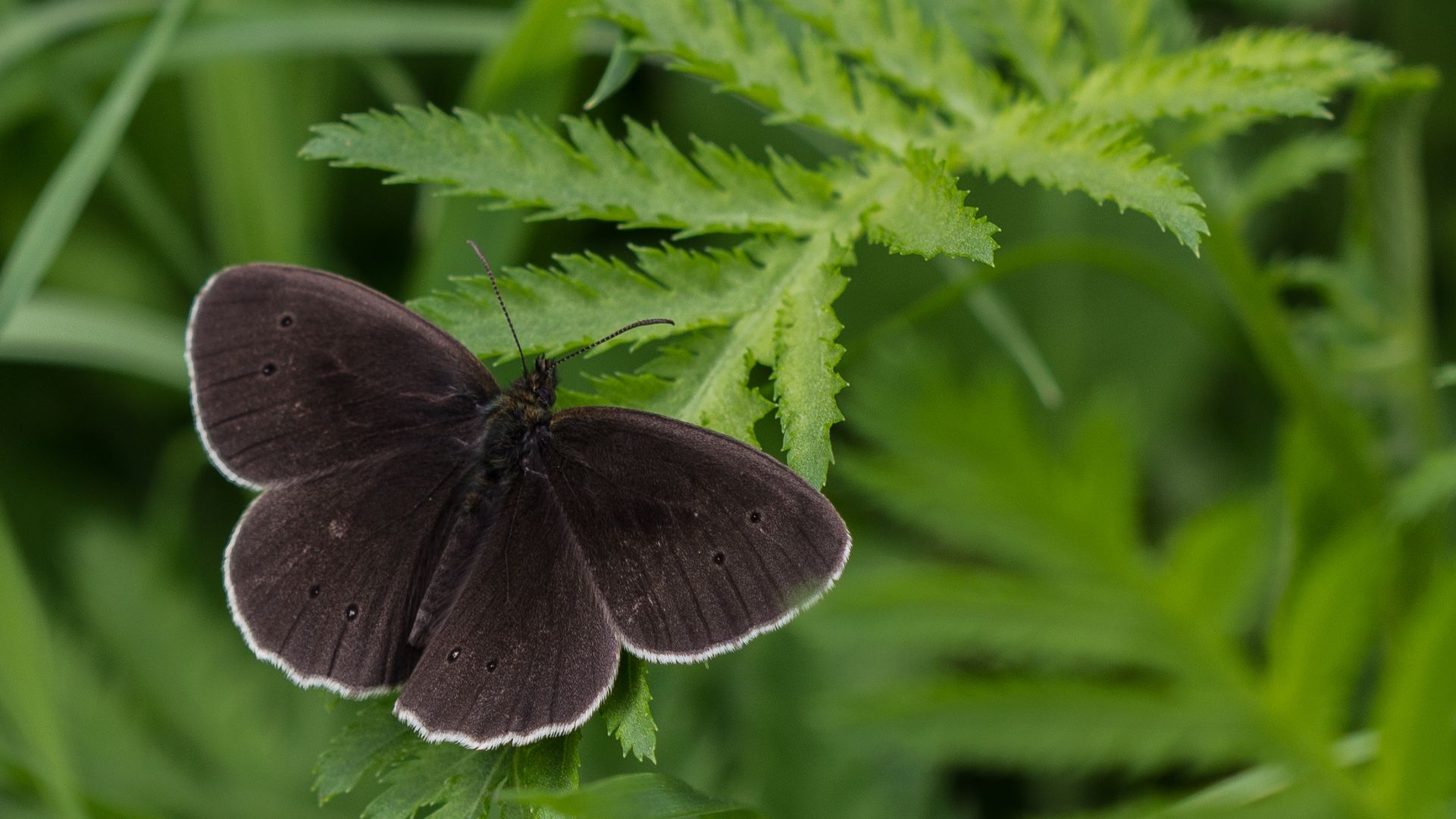 Alter Falter :-) :-) Foto & Bild | sommer, grün, natur Bilder auf ...