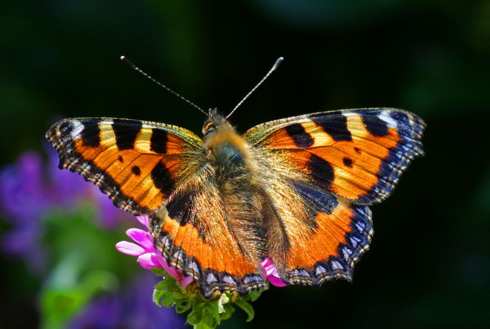 Alter Falter :-) Foto & Bild | natur Bilder auf fotocommunity