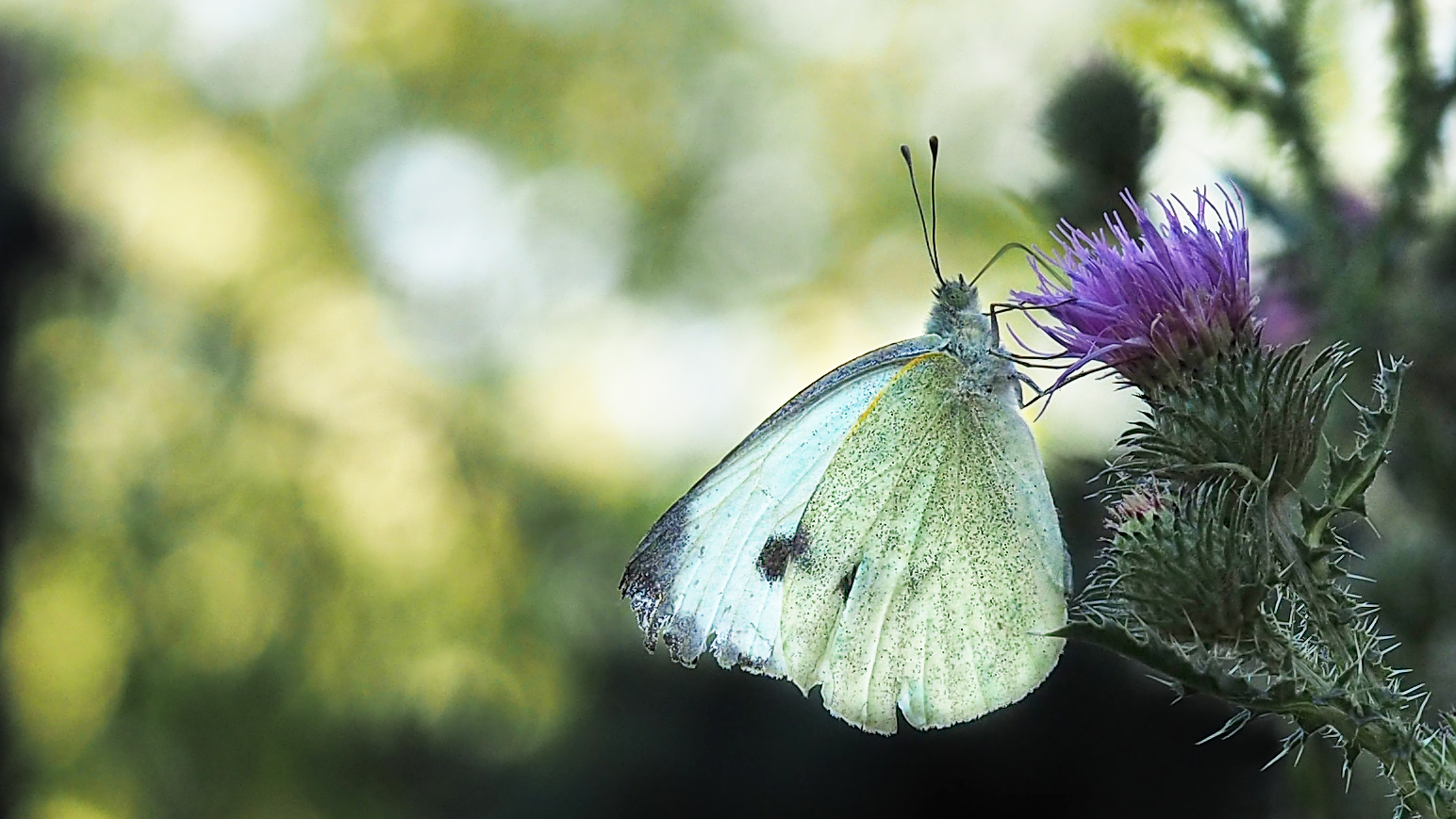 Alter Falter Foto & Bild | fotos, dokumentation, outdoor Bilder auf ...
