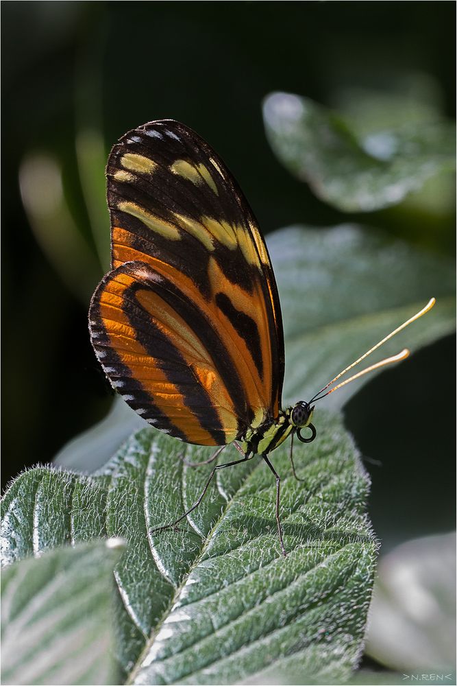 alter Falter....... Foto & Bild | natur, schmetterling, insekten Bilder ...