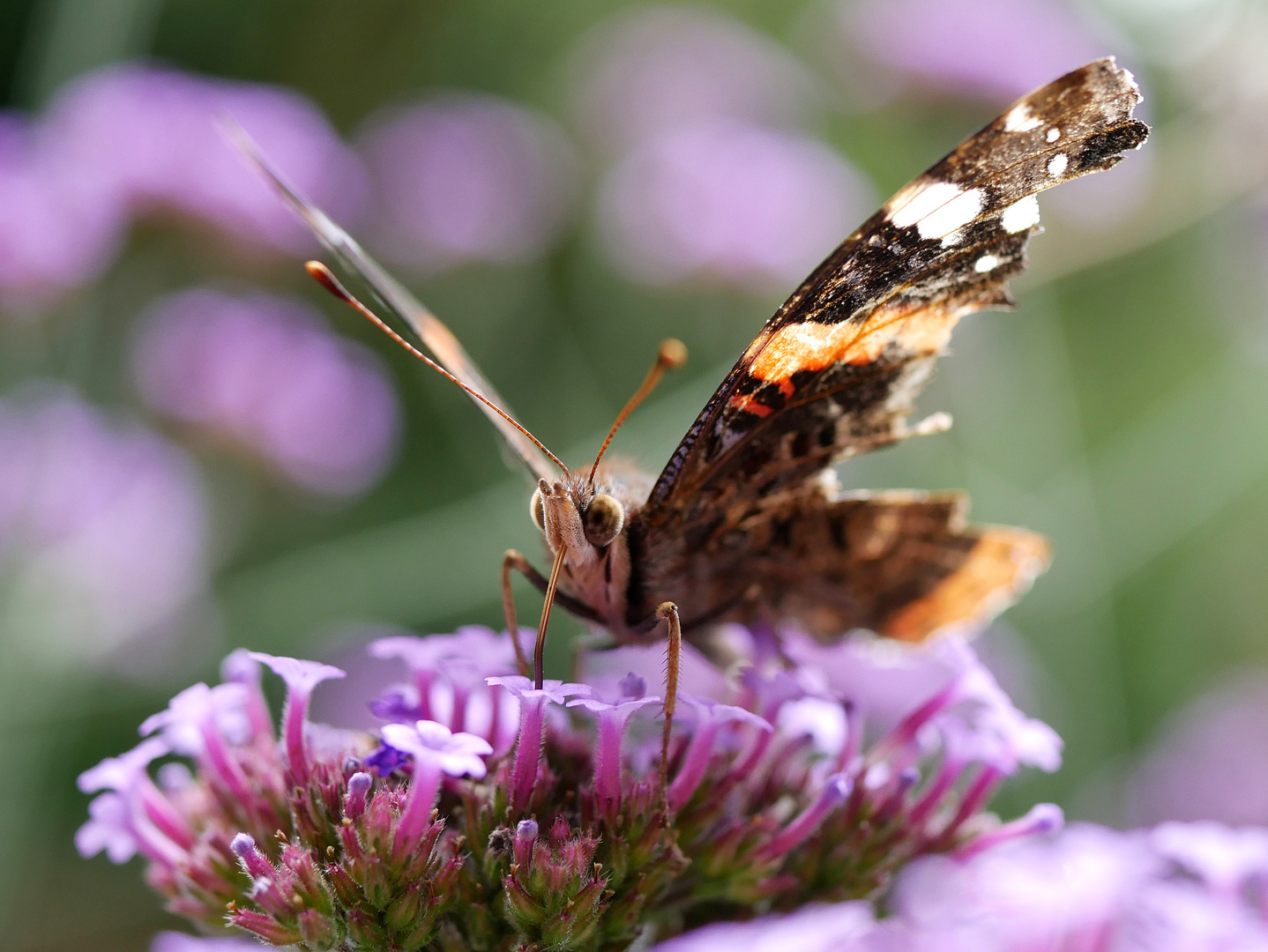 Alter Falter Foto & Bild | tiere, wildlife, schmetterlinge Bilder auf ...